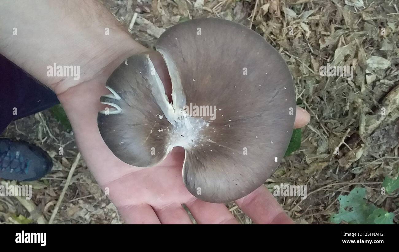 Brown Oyster Mushroom (Pleurotus australis), Fungi, Wilton, Wellington ...
