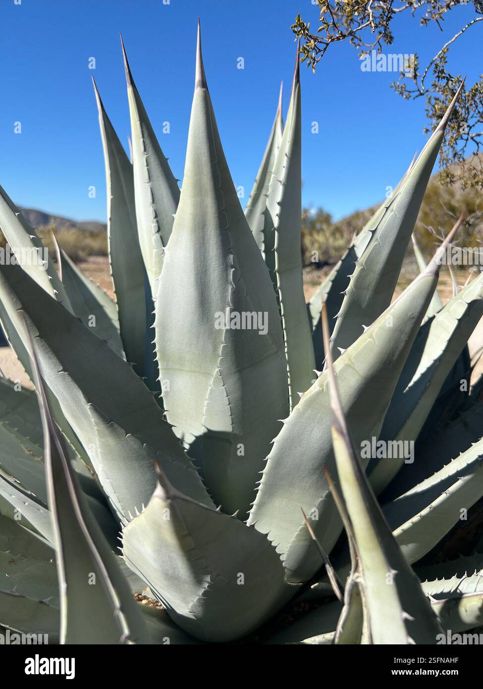 desert agave (Agave deserti), Plantae, Anza-Borrego Desert State Park ...