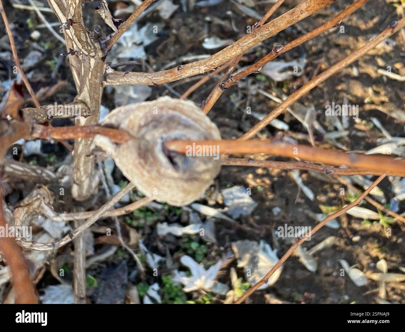 Chinese Mantis (Tenodera sinensis), Insecta, Silent Grove Rd ...