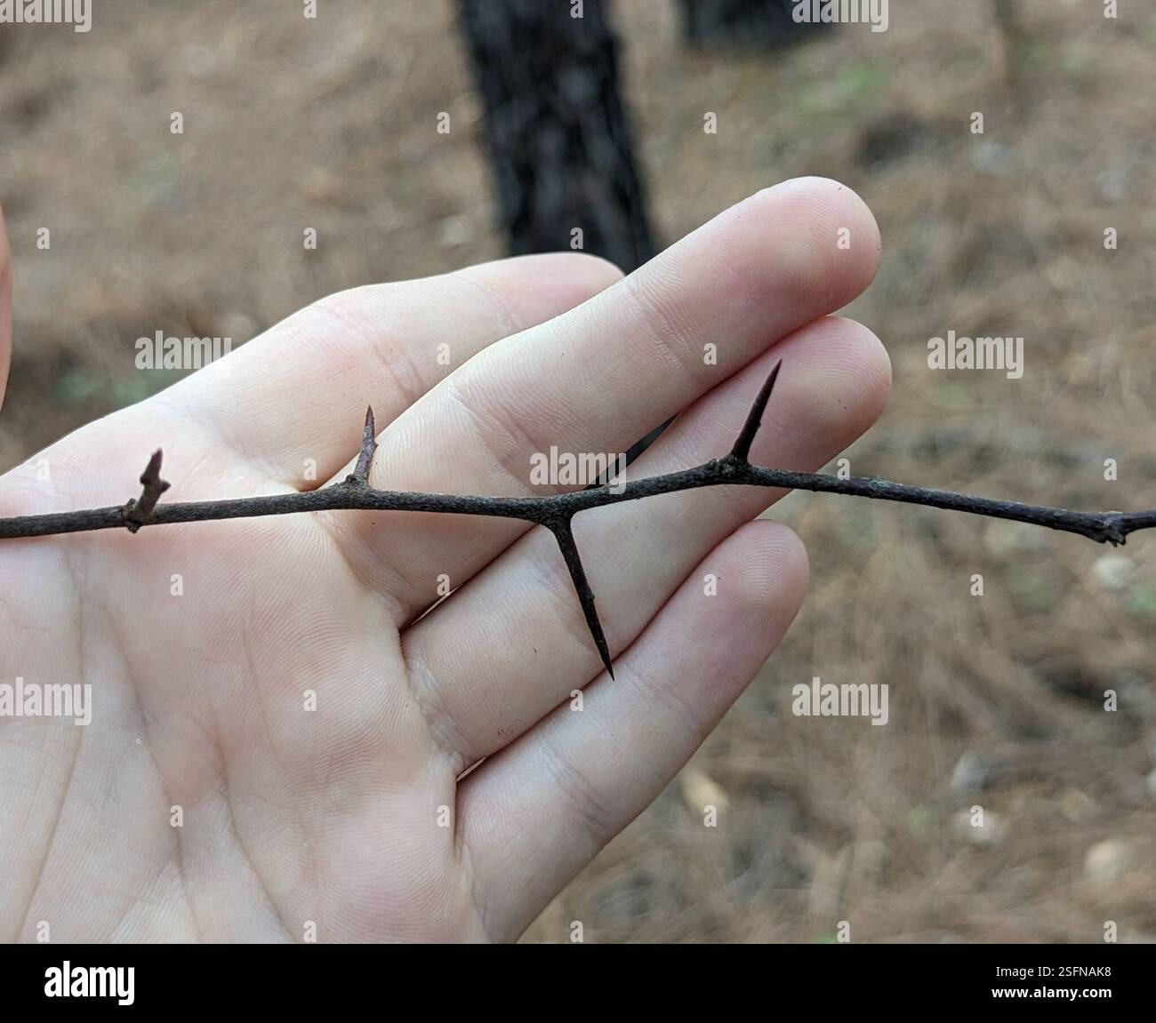 Tough Bully (Sideroxylon tenax), Plantae, Brooksville, FL 34602, USA ...