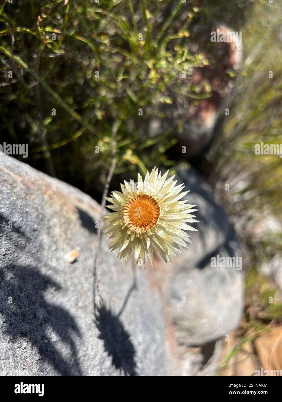 Common Scaly Sewejaartjie (Edmondia sesamoides), Plantae, Table ...