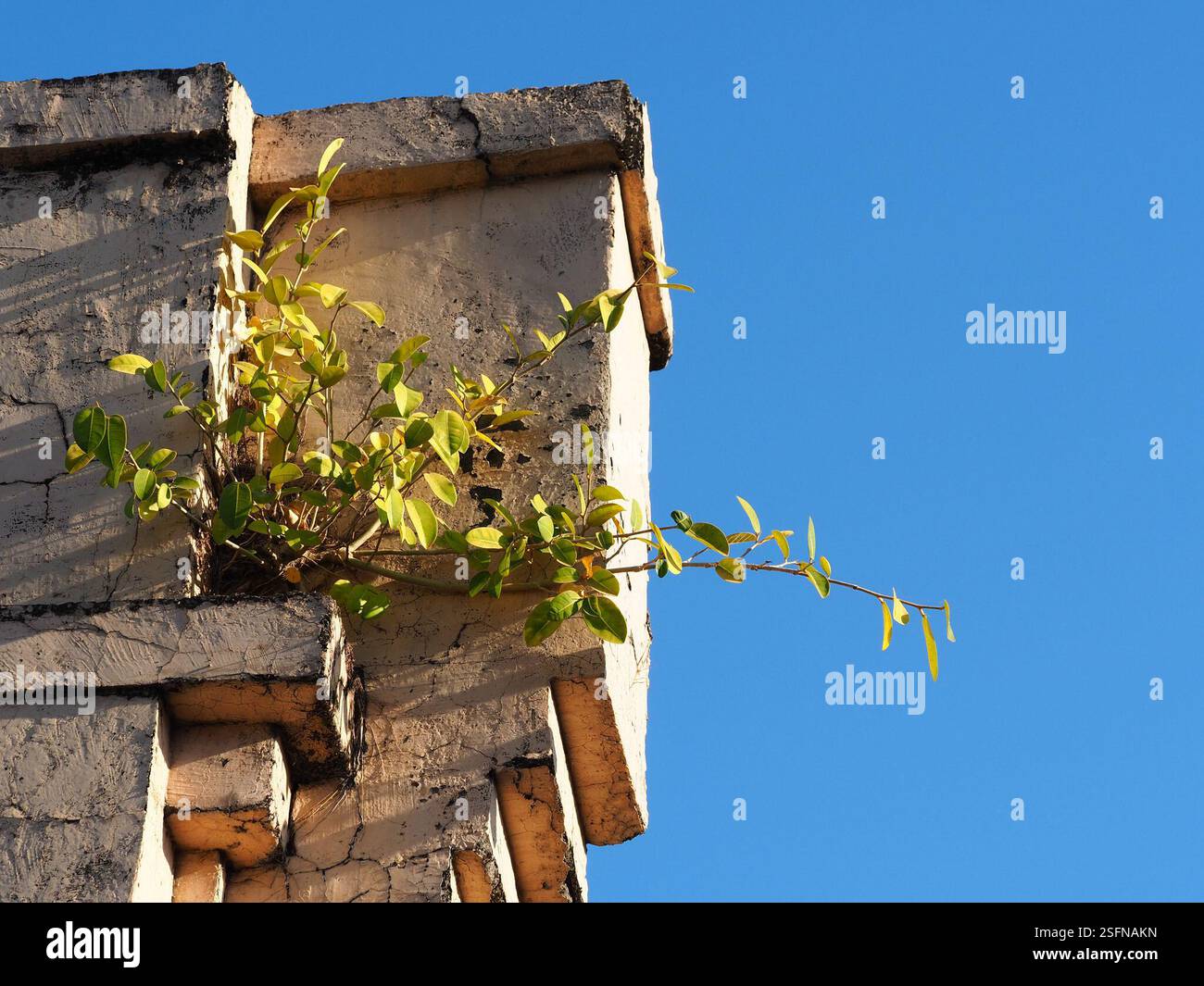 Dye fig (Ficus tinctoria), Plantae, 台灣高雄市鼓山區高雄 Stock Photo - Alamy