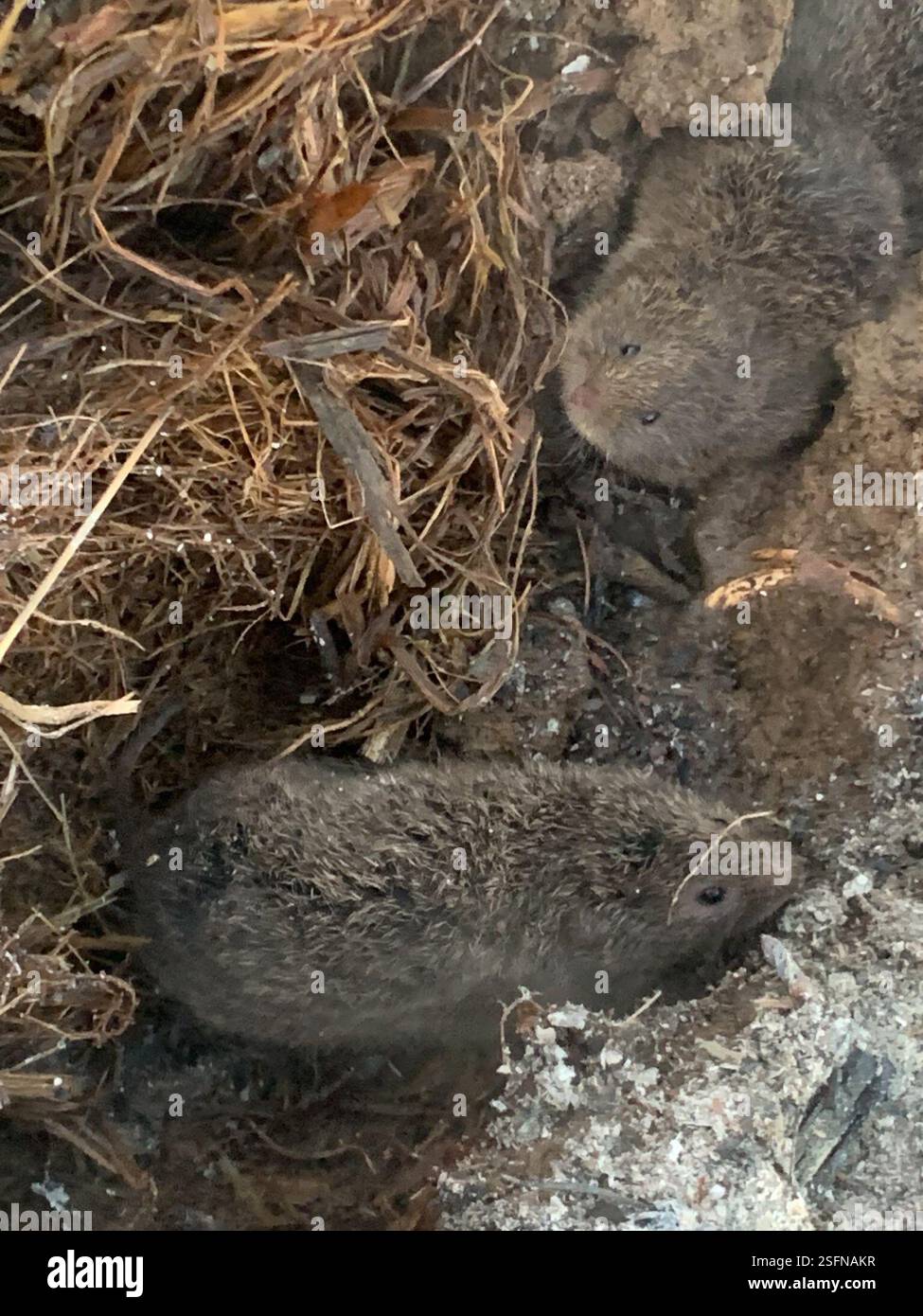 Meadow Voles (Microtus), Mammalia, Indian Meadows Ln, Edwardsville, IL ...