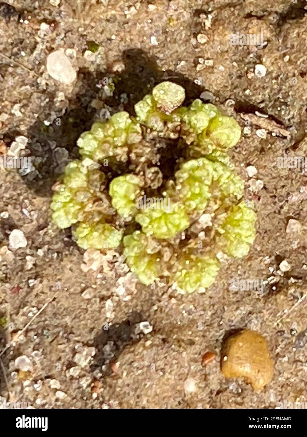Texas Balloonwort (Sphaerocarpos texanus), Plantae, County Road 202 ...