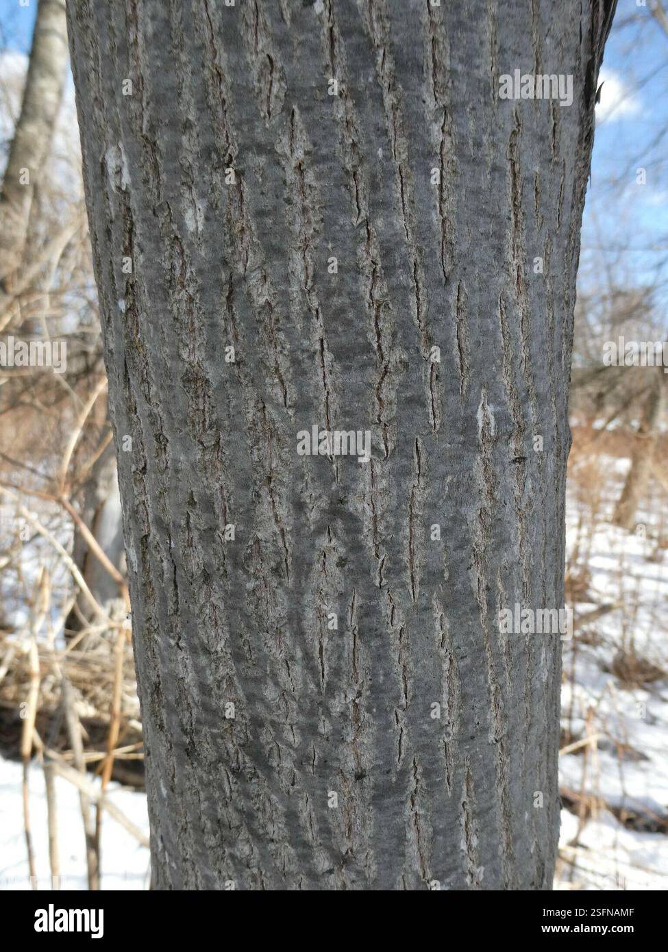 butternut canker (Ophiognomonia clavigignenti-juglandacearum), Fungi ...