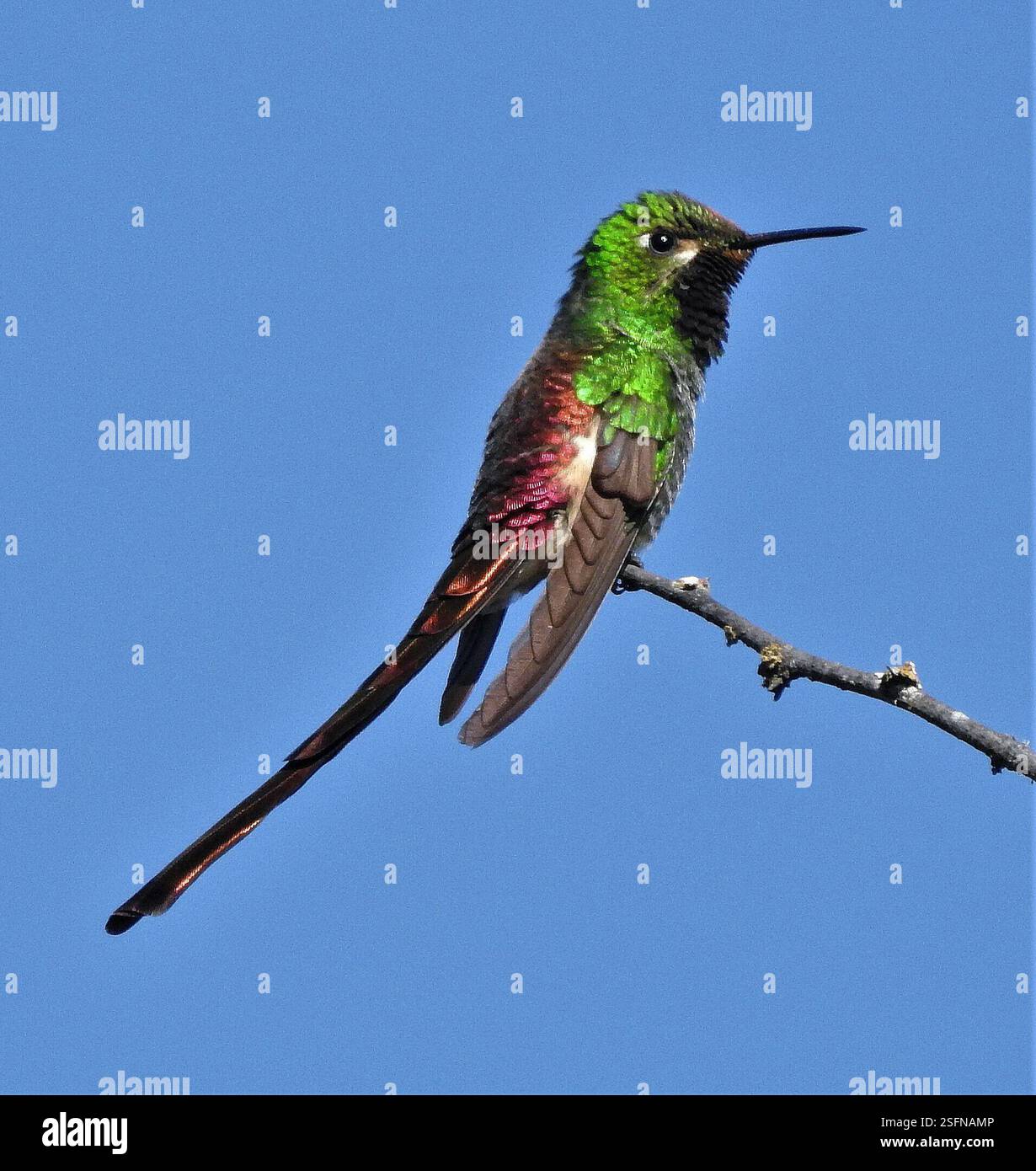 Red-tailed Comet (Sappho sparganurus), Aves, Ambato, Catamarca ...