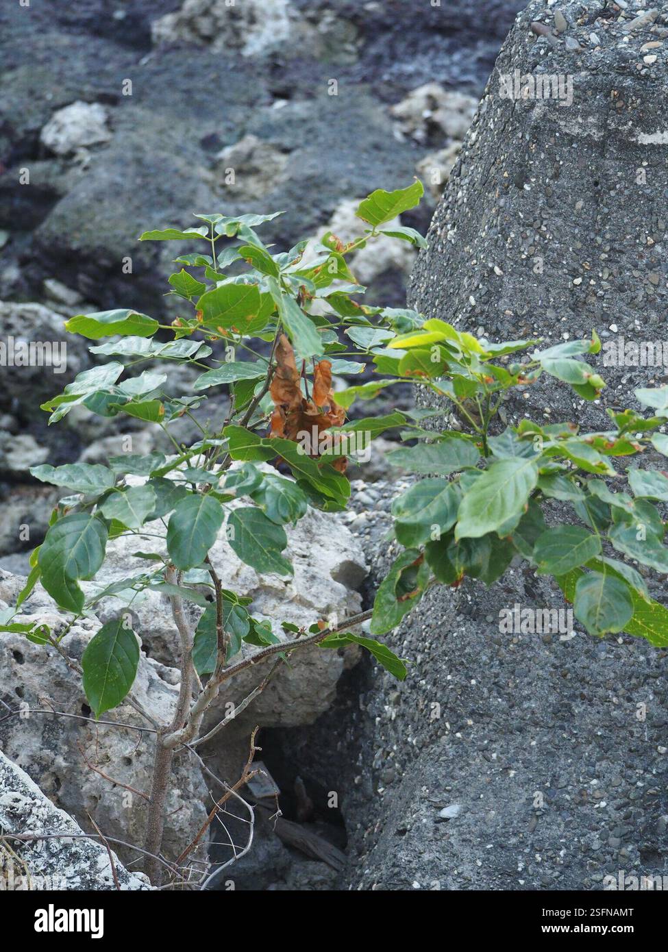 Indian beech tree (Millettia pinnata), Plantae, 台灣高雄市 Stock Photo - Alamy
