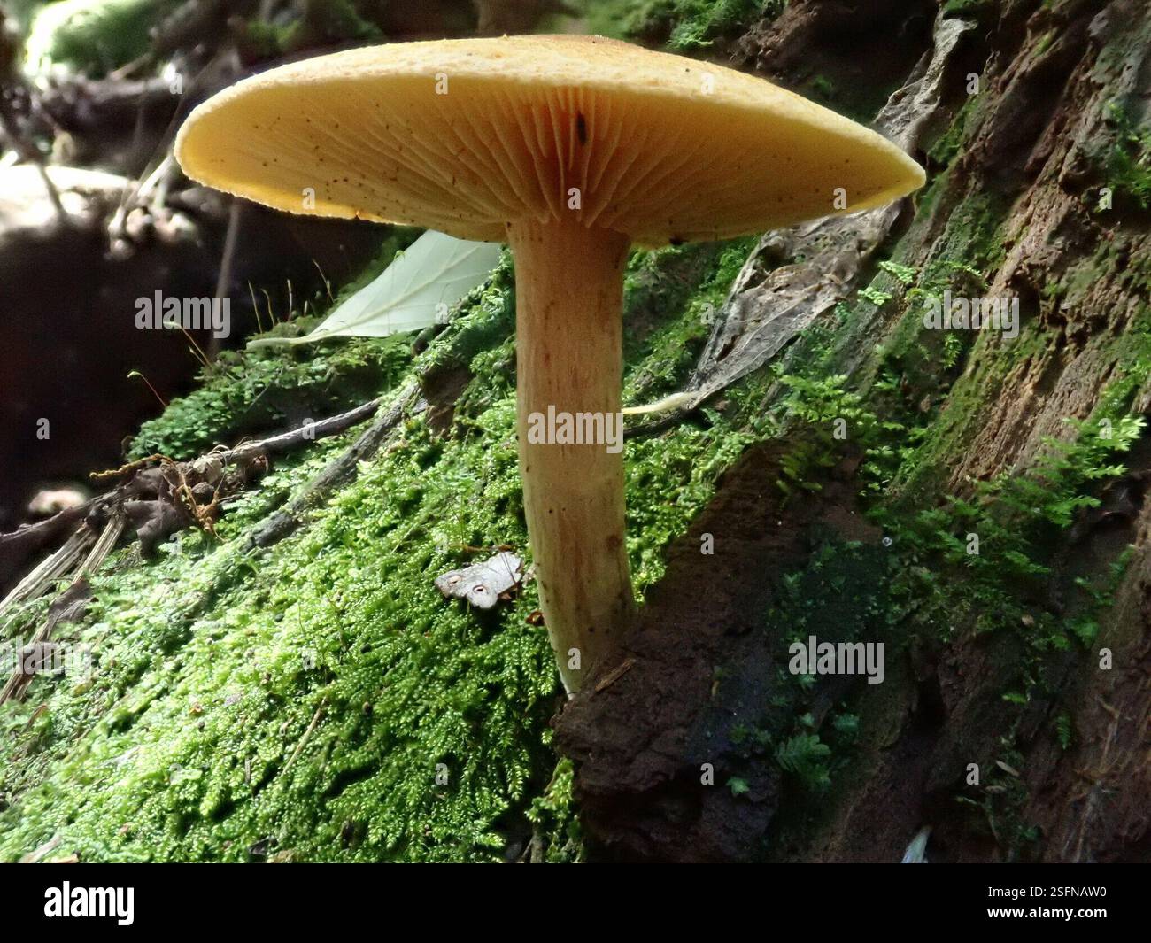 Common Rustgill (Gymnopilus penetrans), Fungi, Ehlanzeni District ...