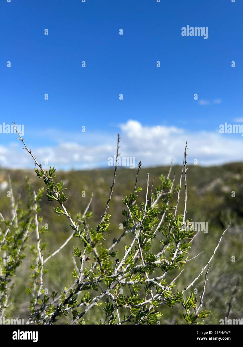 chamise (Adenostoma fasciculatum), Plantae, Riverside County, CA, USA ...
