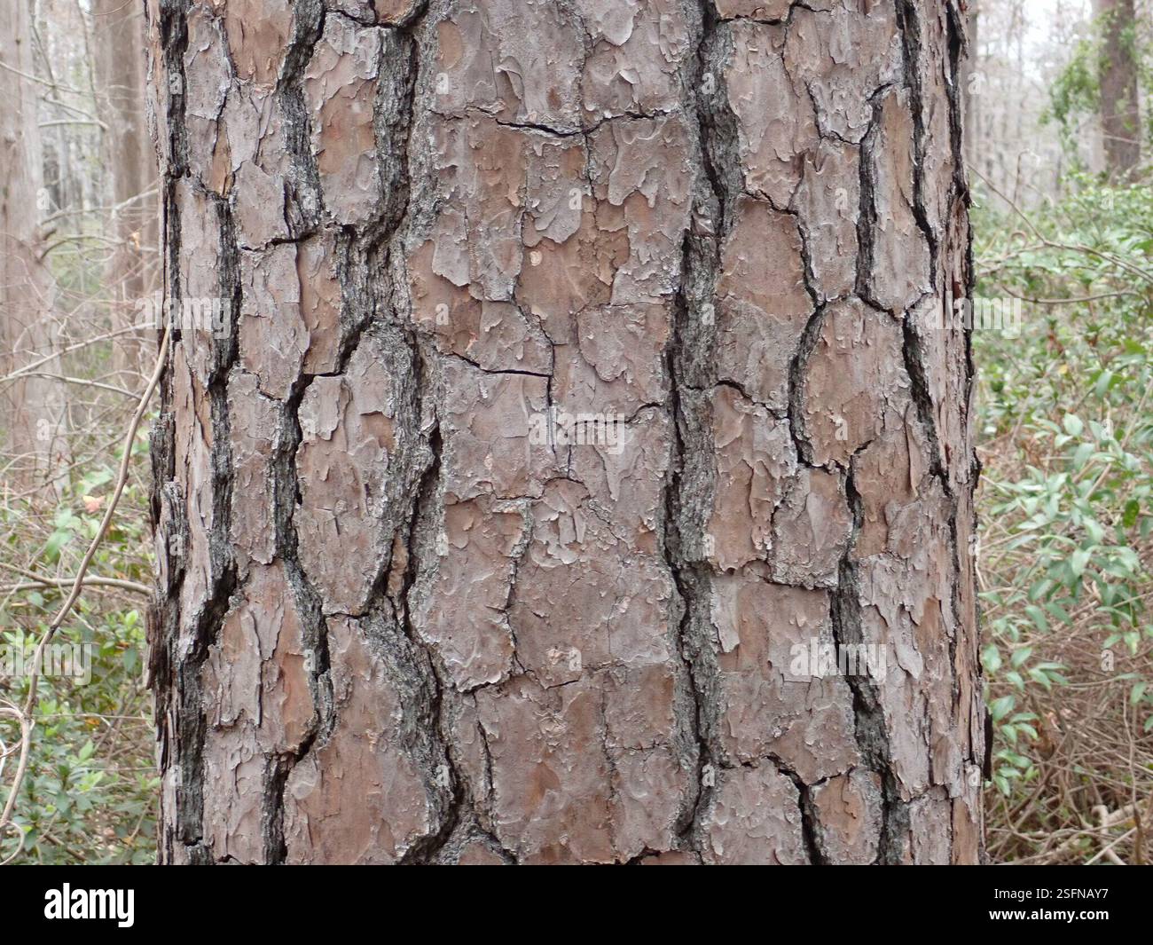loblolly pine (Pinus taeda), Plantae, North Carolina, US Stock Photo ...