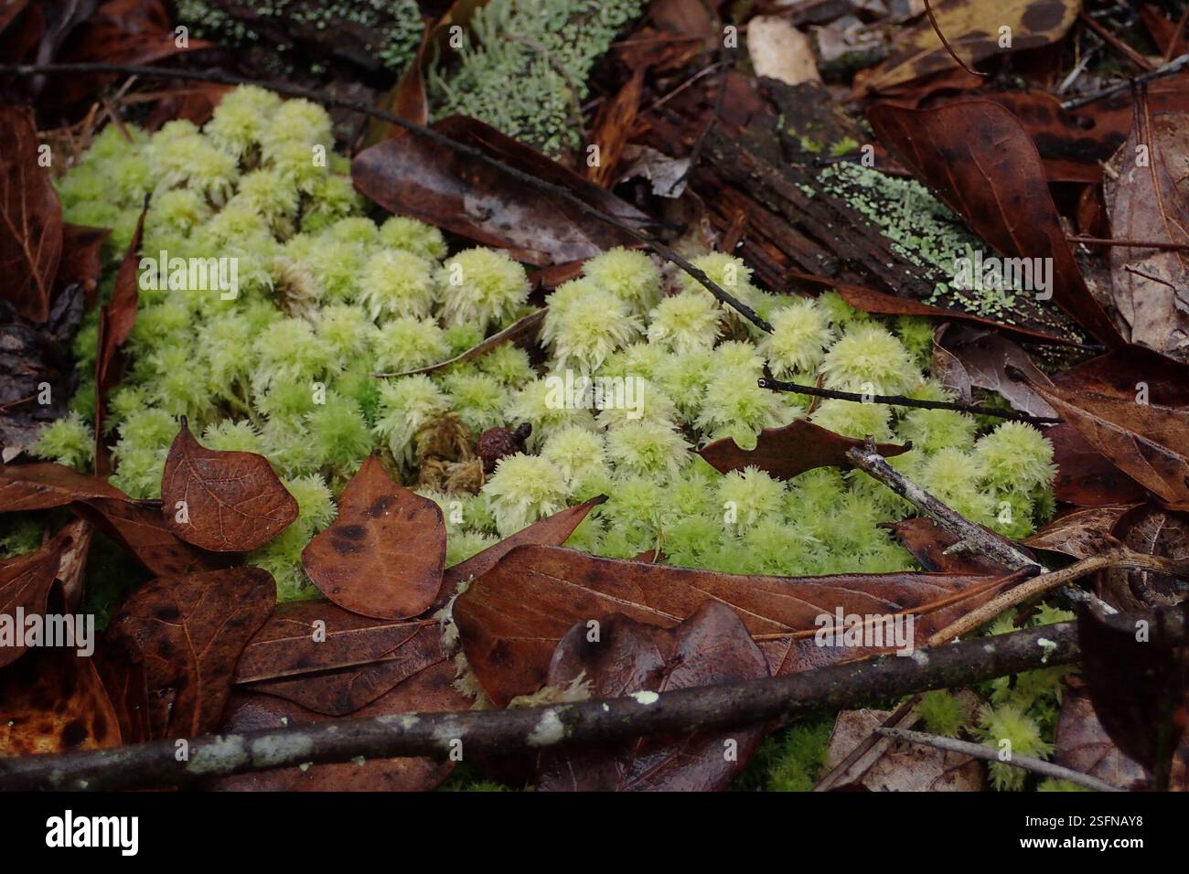 Pale Bog-moss (Sphagnum strictum), Plantae, Pasco, Florida, United ...