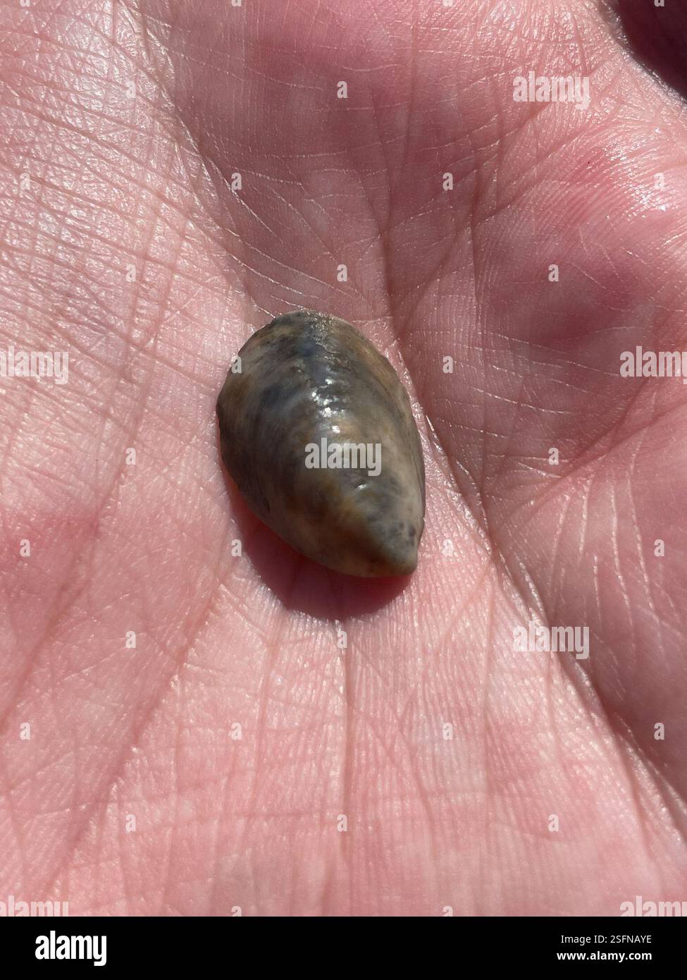 Common Atlantic Slippersnail (Crepidula fornicata), Mollusca, Gulf of ...