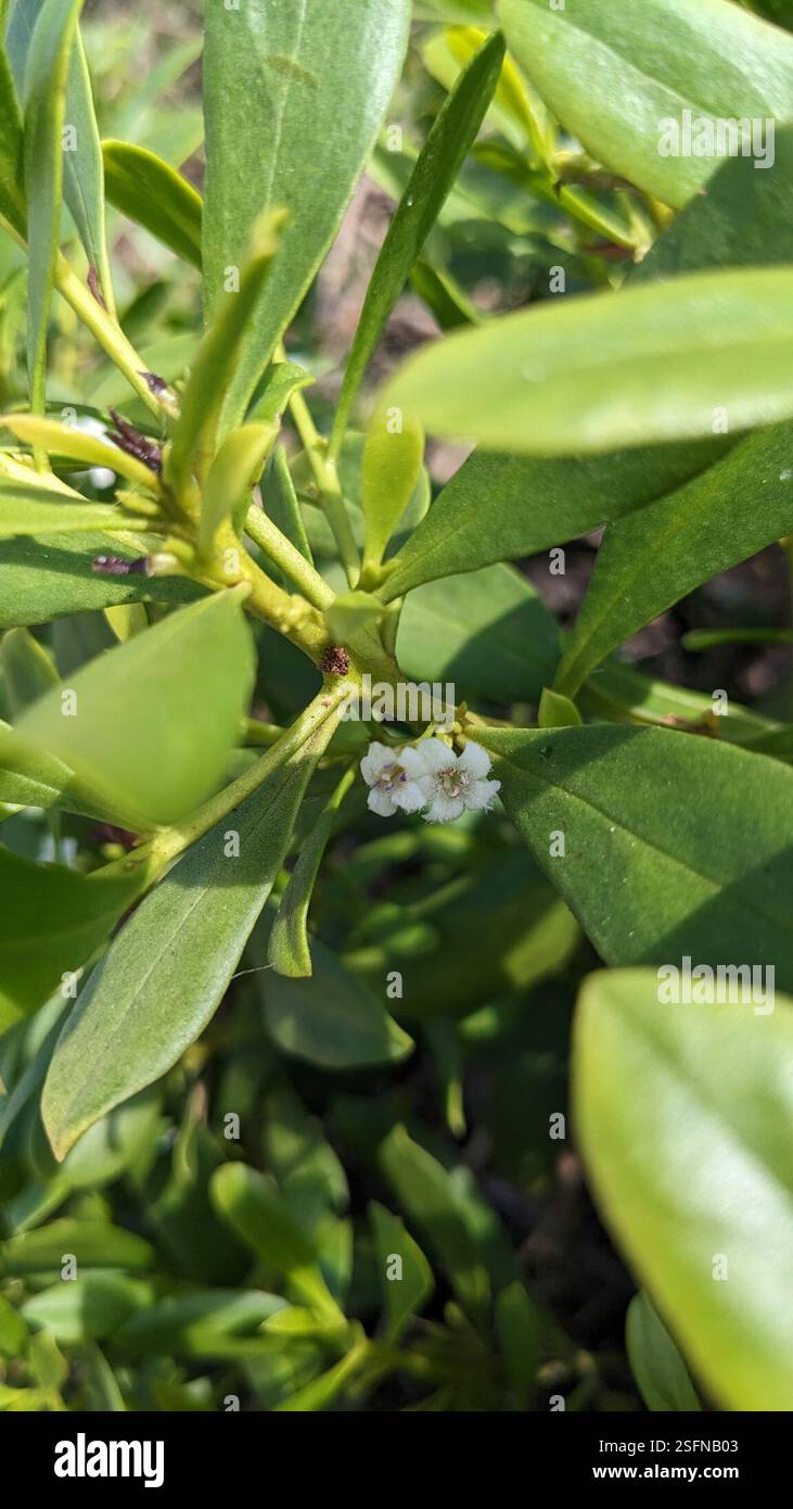 Boobialla (Myoporum boninense), Plantae, Newcastle - Inner City, AU-NS ...