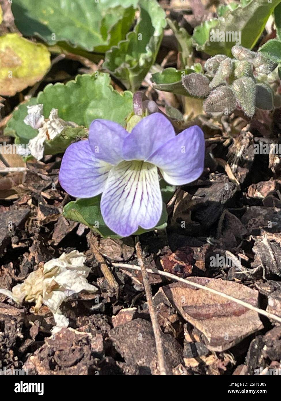 Missouri Violet (Viola missouriensis), Plantae, Lady Bird Johnson ...