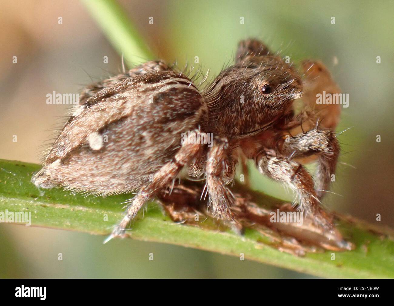 Pantropical Jumping Spider (Plexippus paykulli), Arachnida, Santo Antão ...