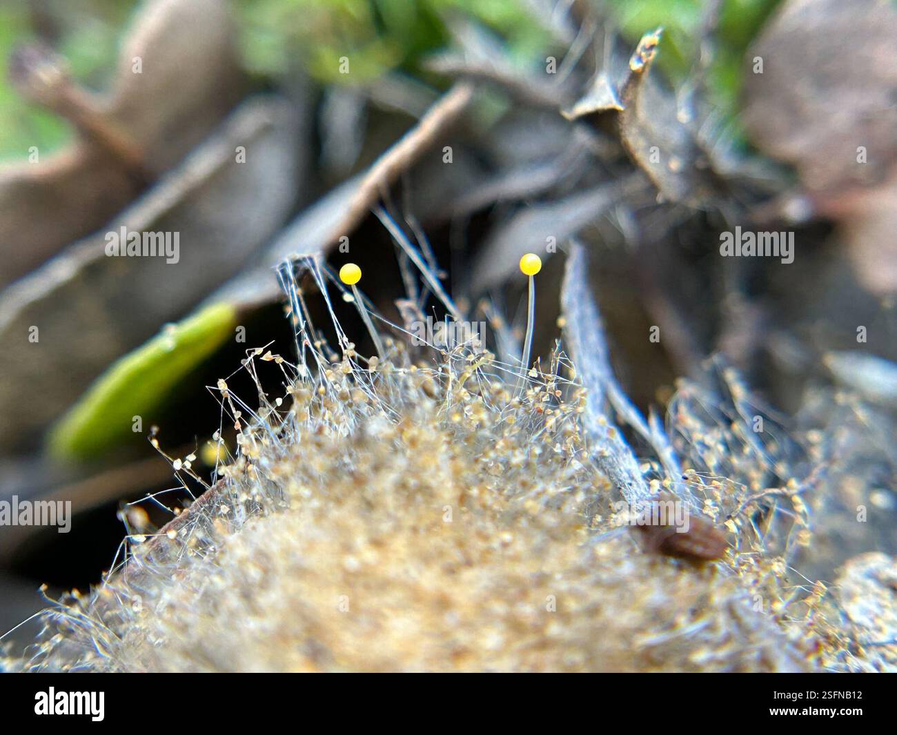 (Phycomyces), Fungi, Morro Dunes Ecological Reserve, Los Osos, CA, US ...
