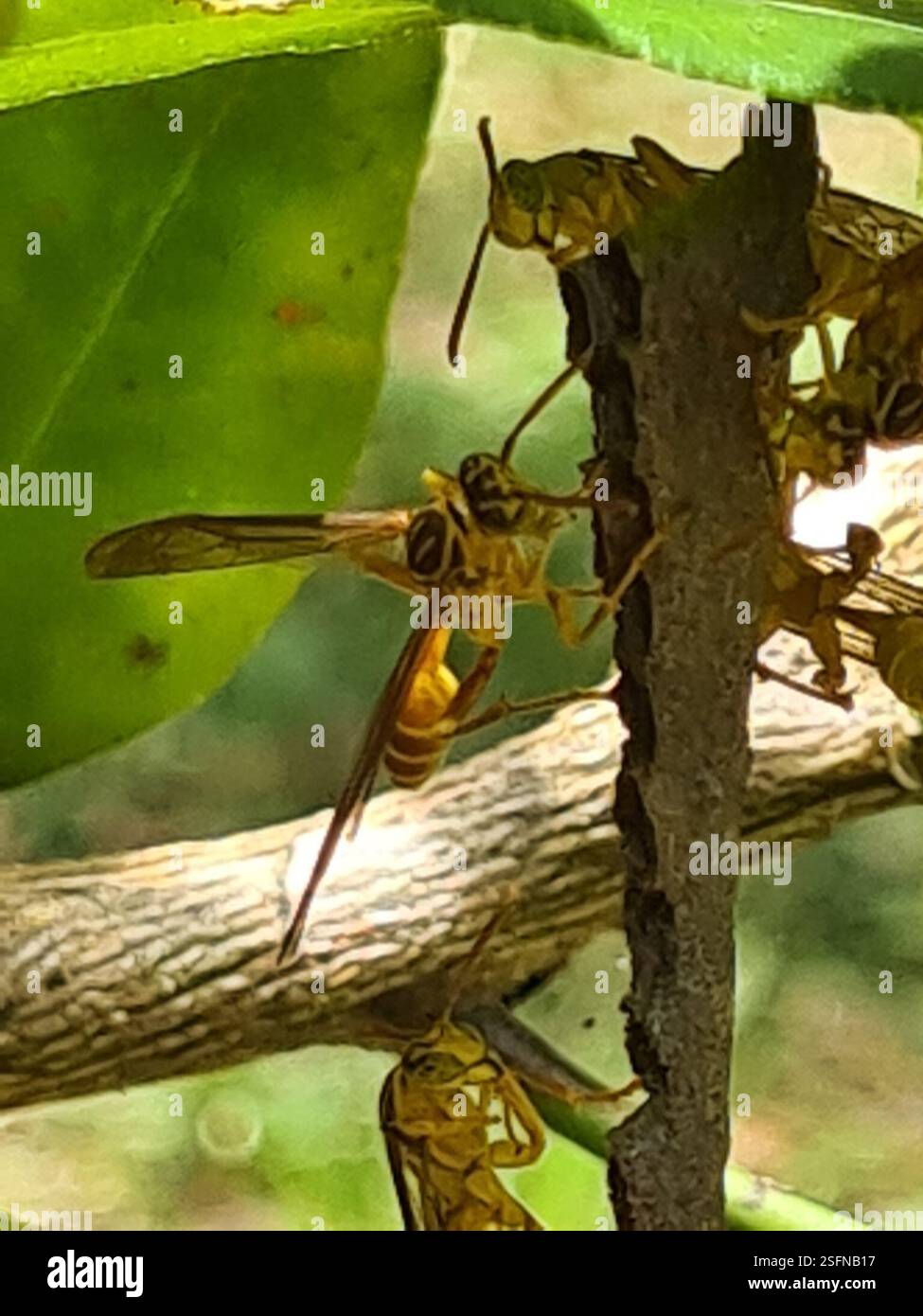 Gregarious Paper Wasps (Agelaia), Insecta, Klaaskreek, Suriname Stock ...
