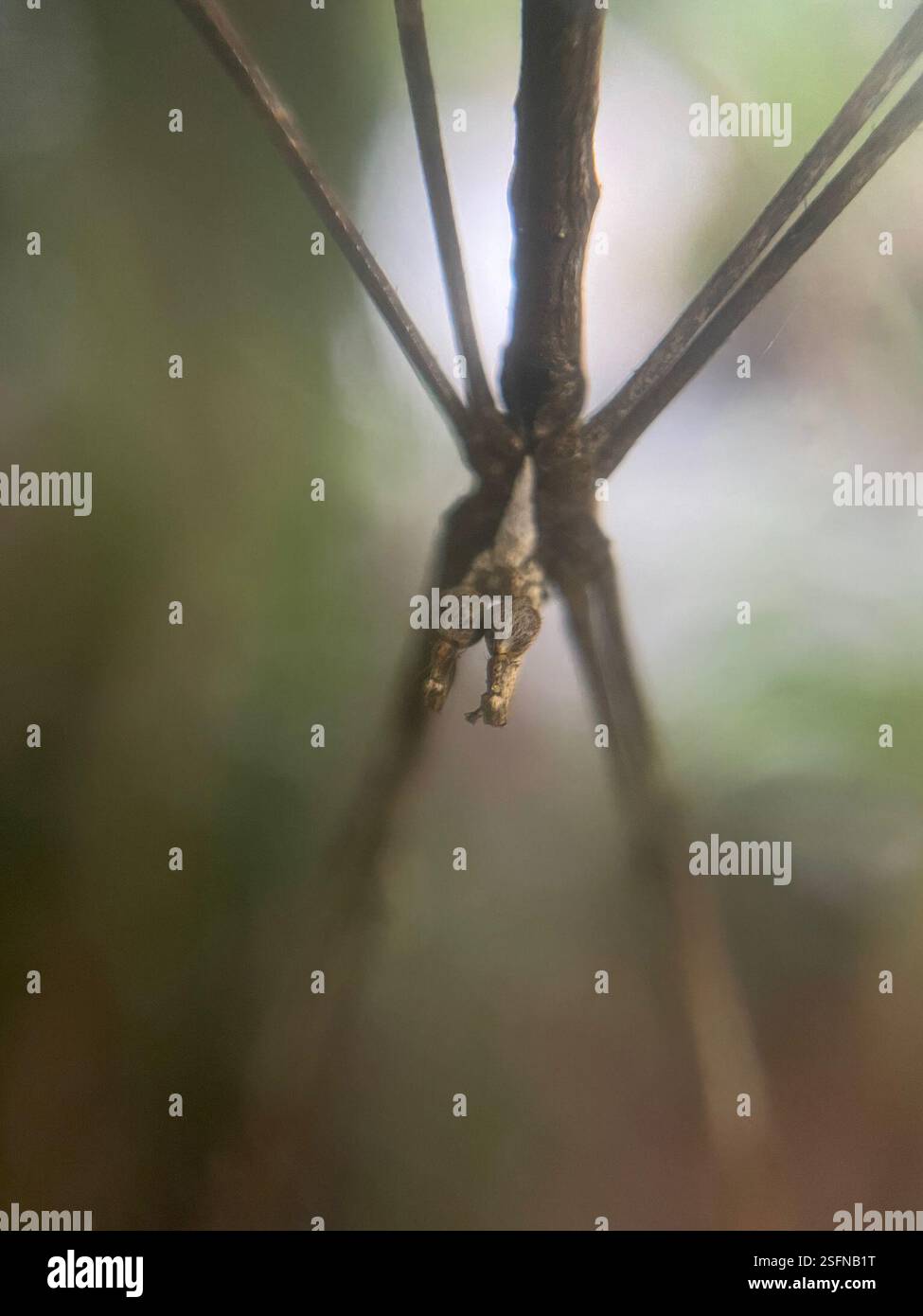 Rufous Net-casting Spider (Asianopis subrufa), Arachnida, Melbourne VIC ...