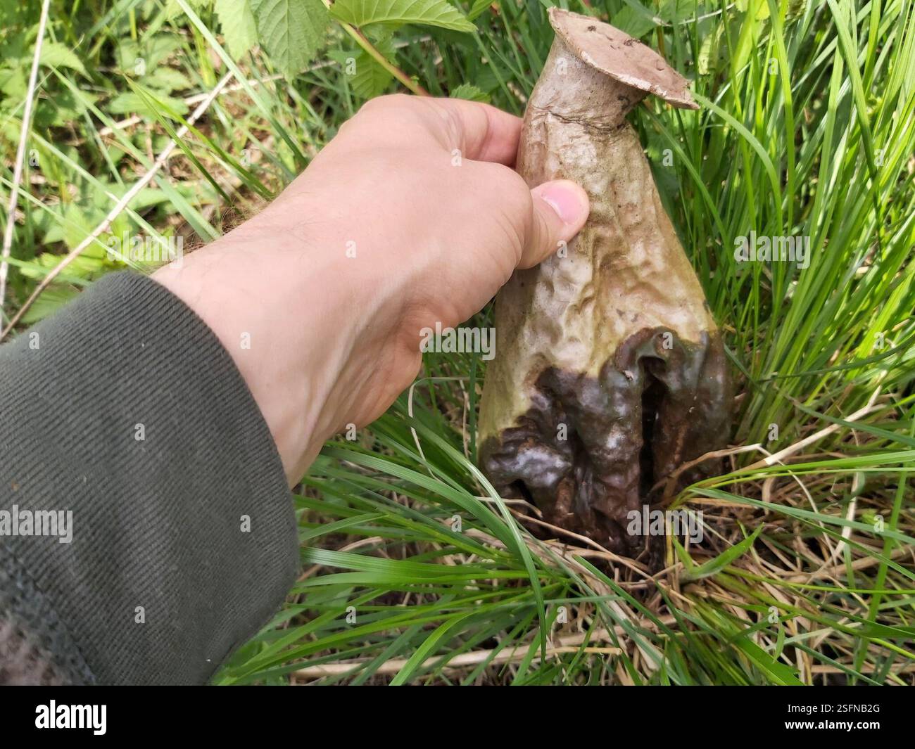 Pestle Puffball (Lycoperdon excipuliforme), Fungi, Antakalnis, Vilnius ...