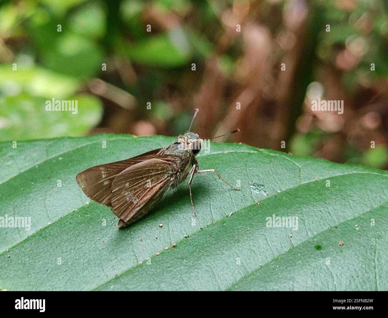 Oriental Straight Swift (Parnara bada), Insecta, Kavanattinkara ...