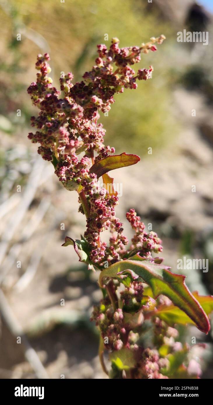 nettle-leaved goosefoot (Chenopodiastrum murale), Plantae, Riverside ...