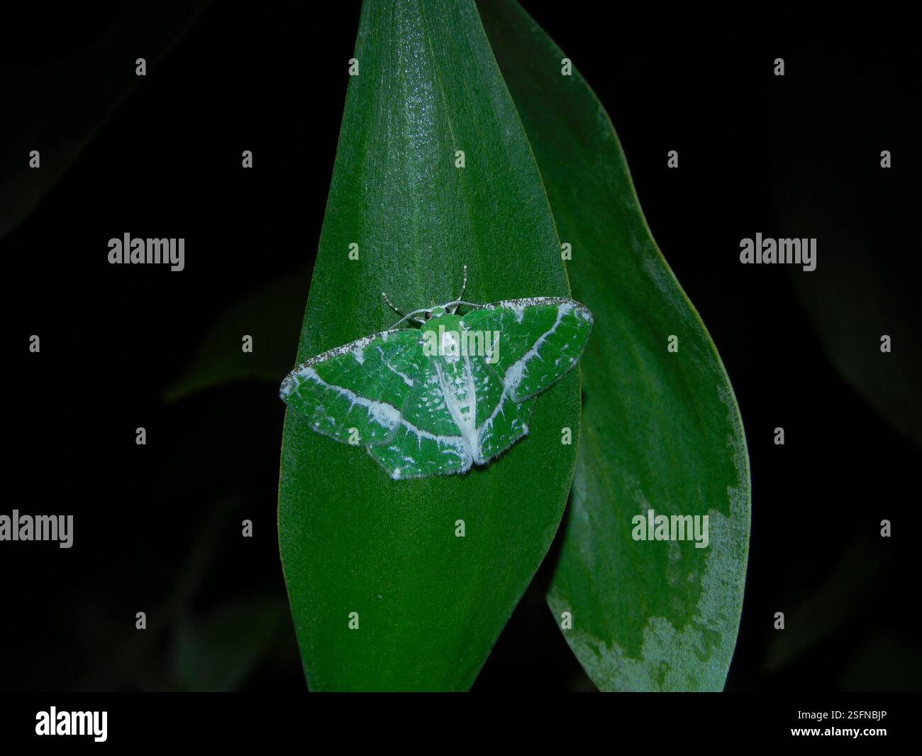 Lacy Emerald (Eucyclodes insperata), Insecta, Hobart TAS, Australia ...