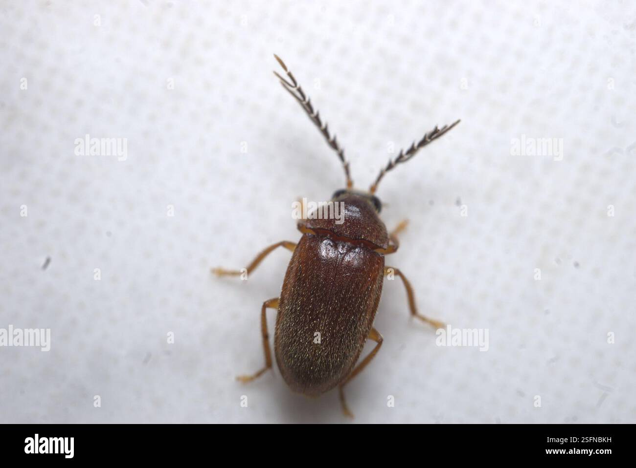 Toe-winged Beetles (Ptilodactylidae), Insecta, Irati, PR, 84500-000 ...