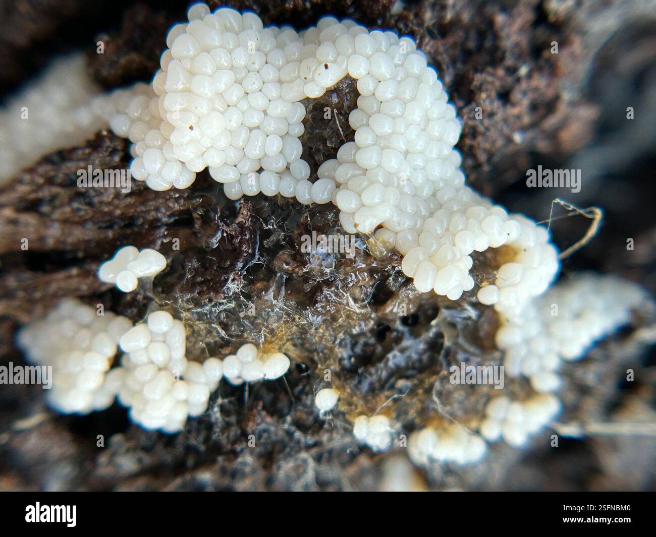 slime molds (Mycetozoa), Protozoa, Los Osos Oaks State Natural Reserve ...