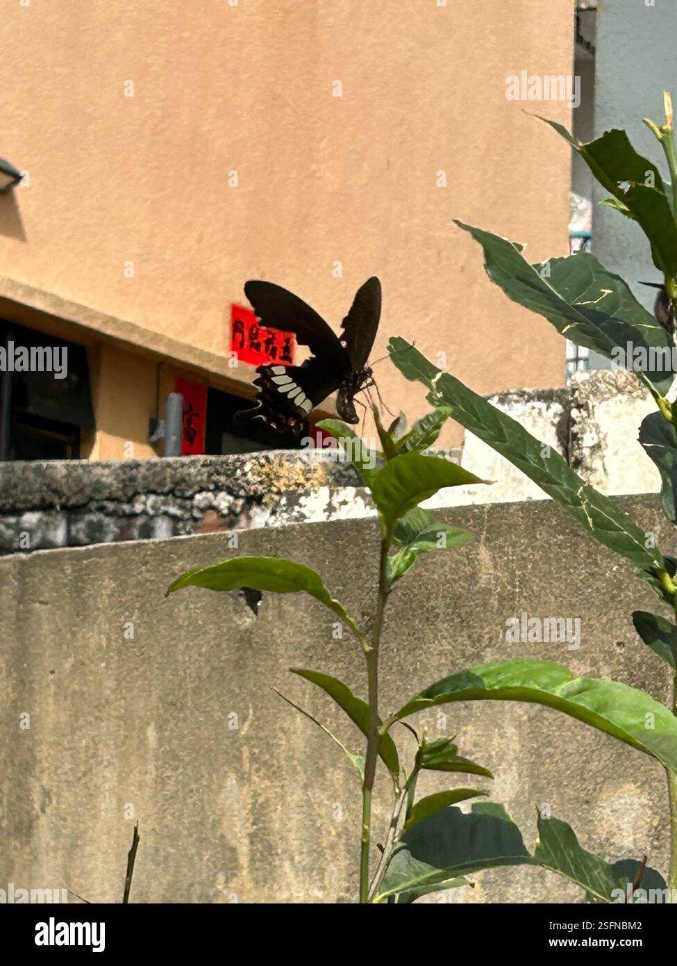 Common Mormon Swallowtail (Papilio polytes), Insecta, Lantau Island ...