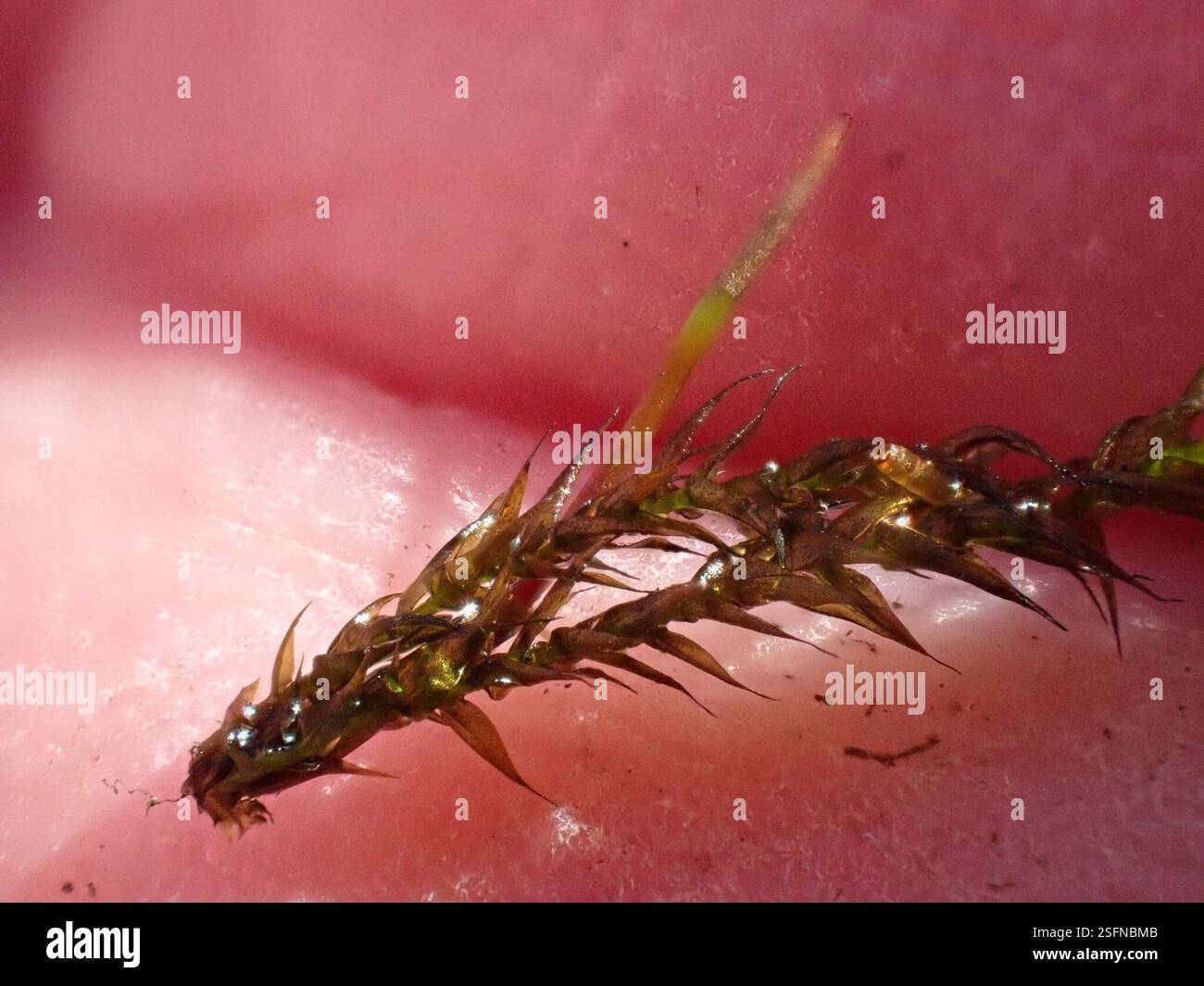 Streamside Leptodictyum Moss (Leptodictyum riparium), Plantae, Lexmond ...