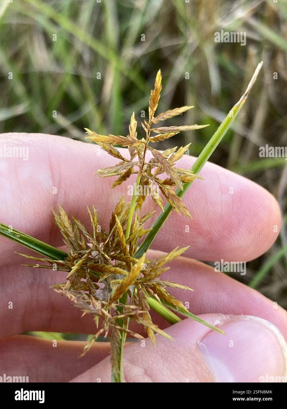 Bunchy flat-sedge (Cyperus polystachyos), Plantae, Broward College ...