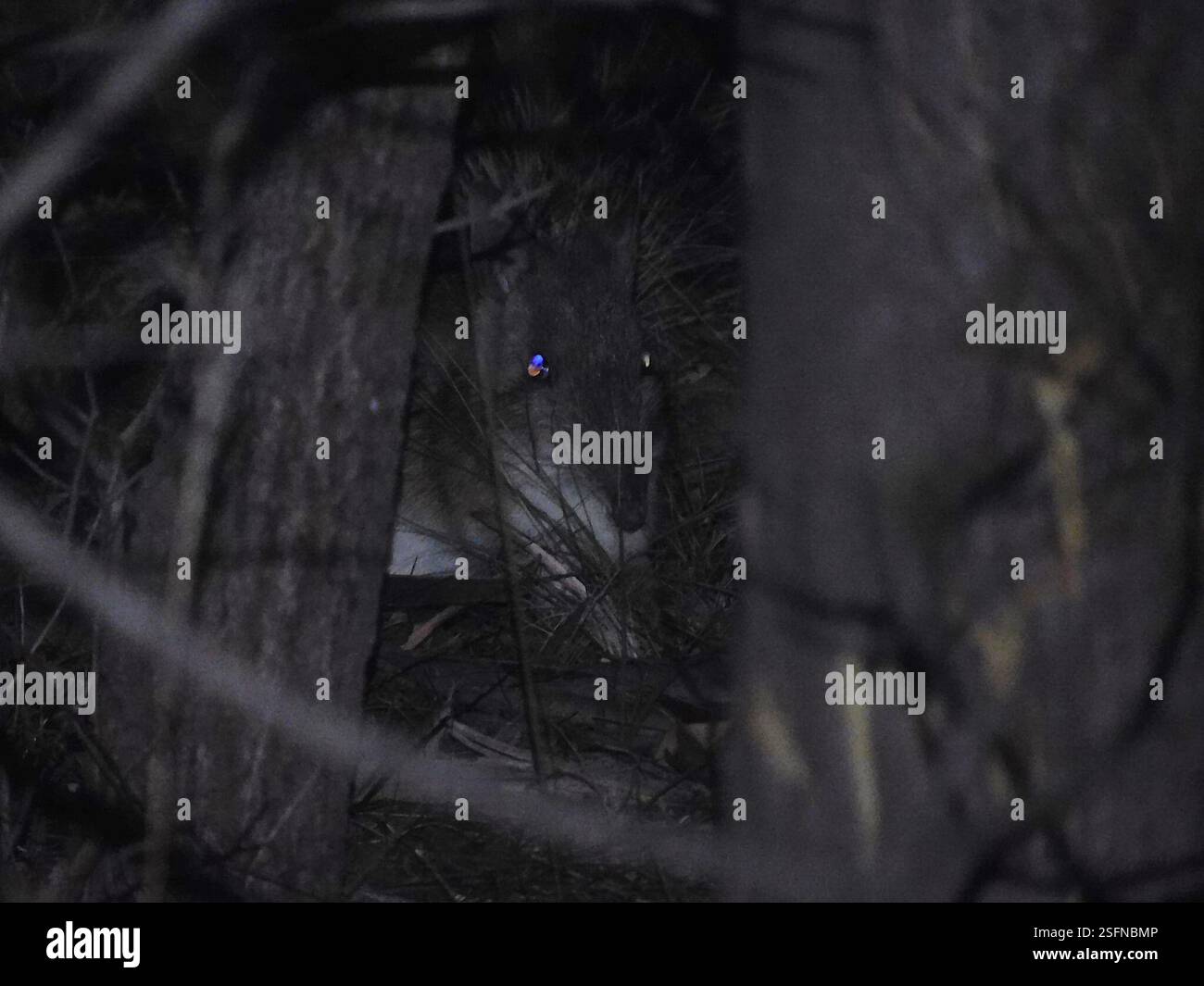 Eastern Barred Bandicoot (Perameles gunnii), Mammalia, Hobart TAS ...