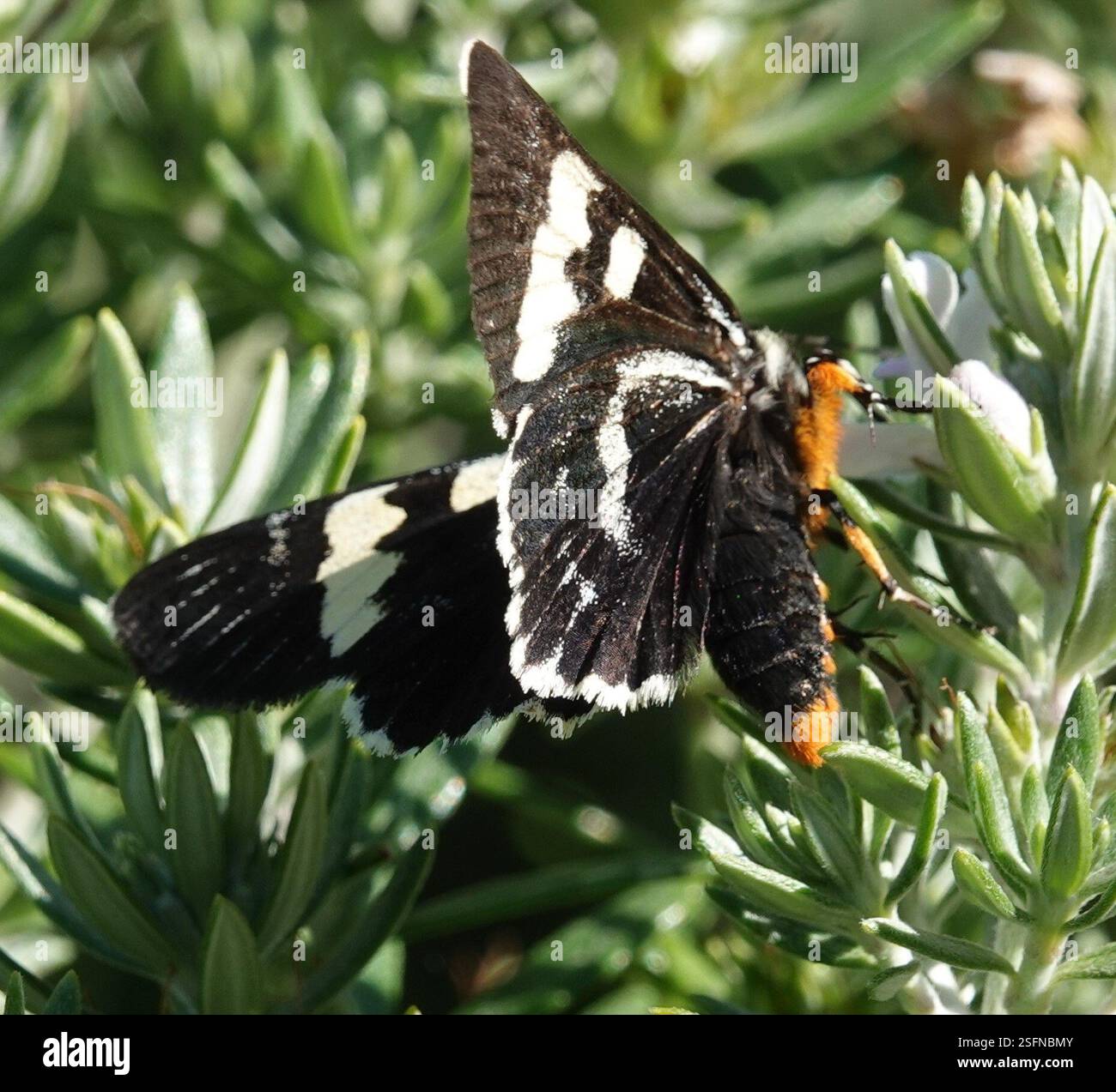 Australian Grapevine Moth (Phalaenoides glycinae), Insecta, Heathmont ...