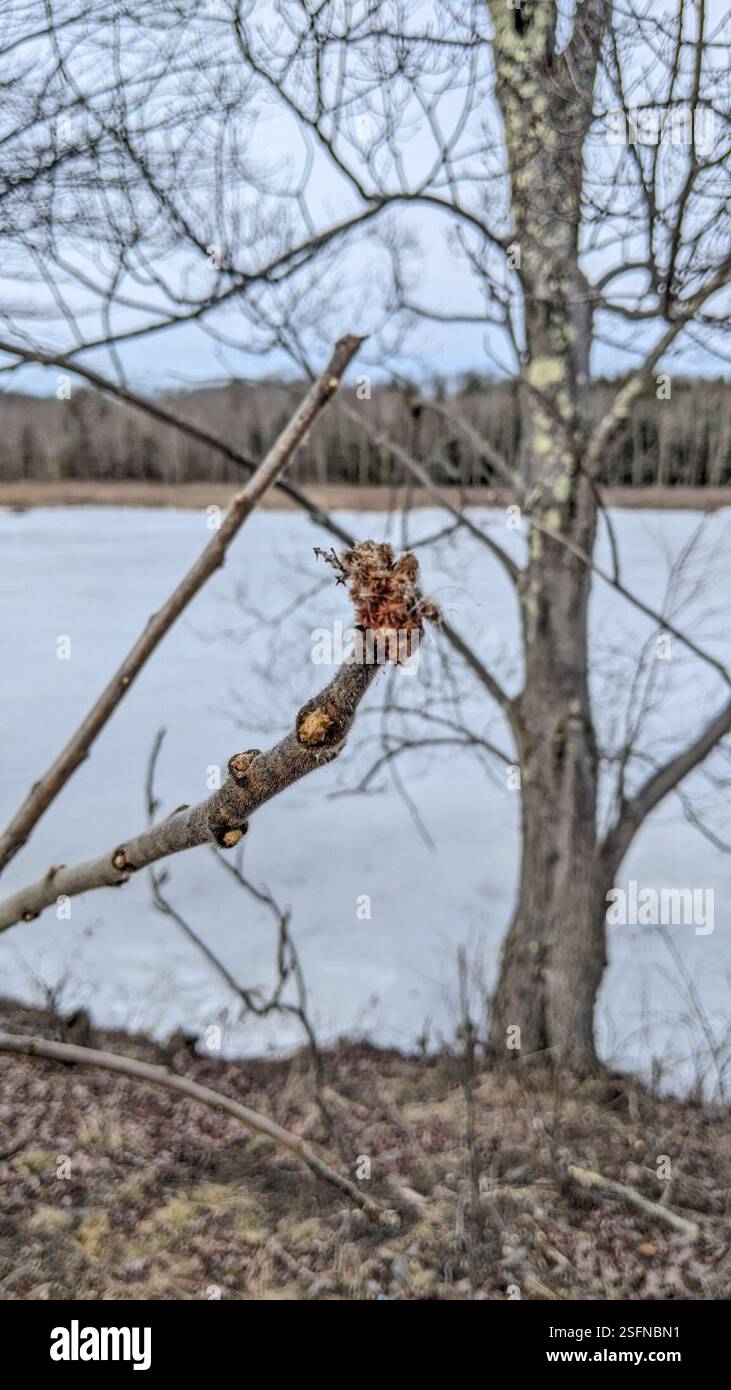 staghorn sumac (Rhus typhina), Plantae, Hurleyville, NY, USA, Furry ...