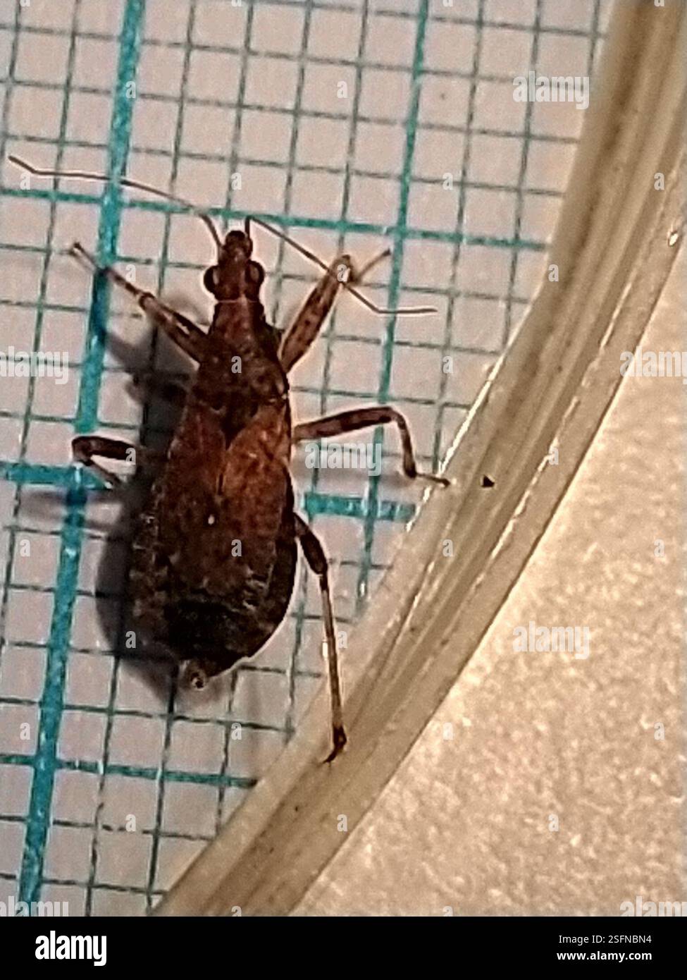 Ant Damselbug (Himacerus mirmicoides), Insecta, Twinhoe, Bath BA2 9BW ...