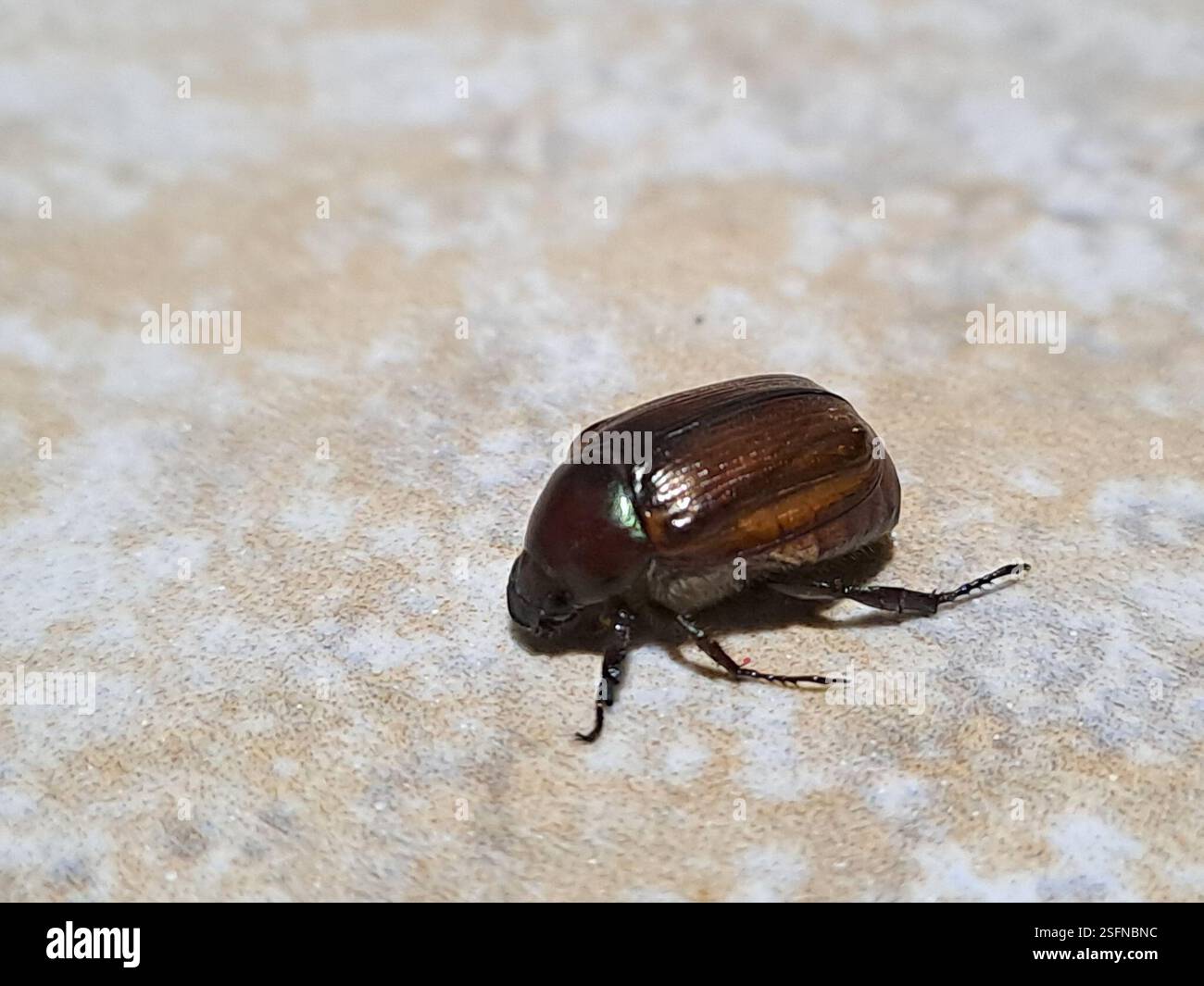 (Anomala testaceipennis), Insecta, Lunahuaná, Perú Stock Photo - Alamy