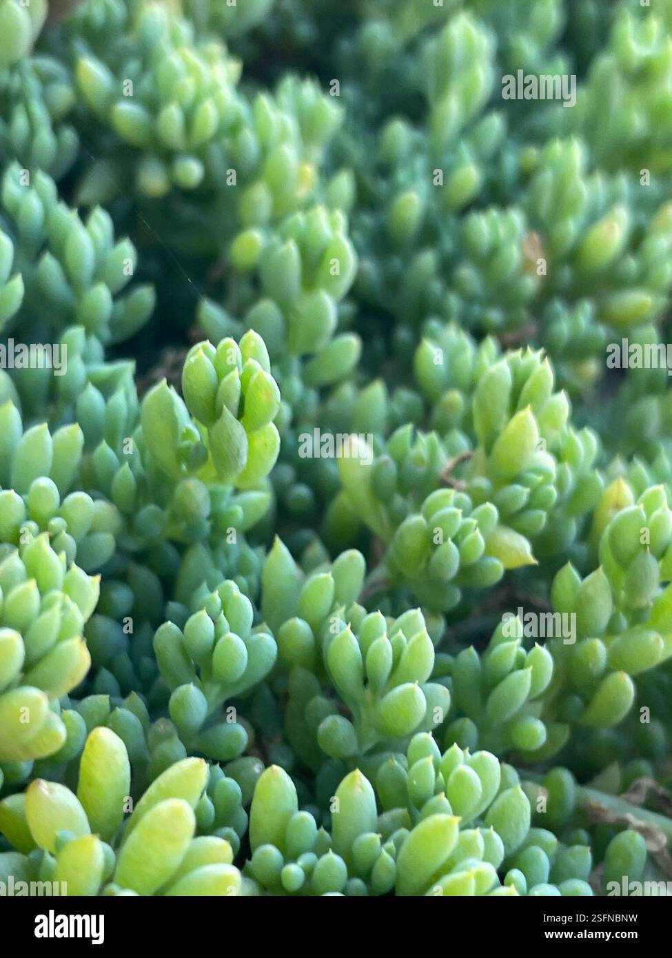 Coast Bonefruit (Threlkeldia diffusa), Plantae, Melbourne VIC ...
