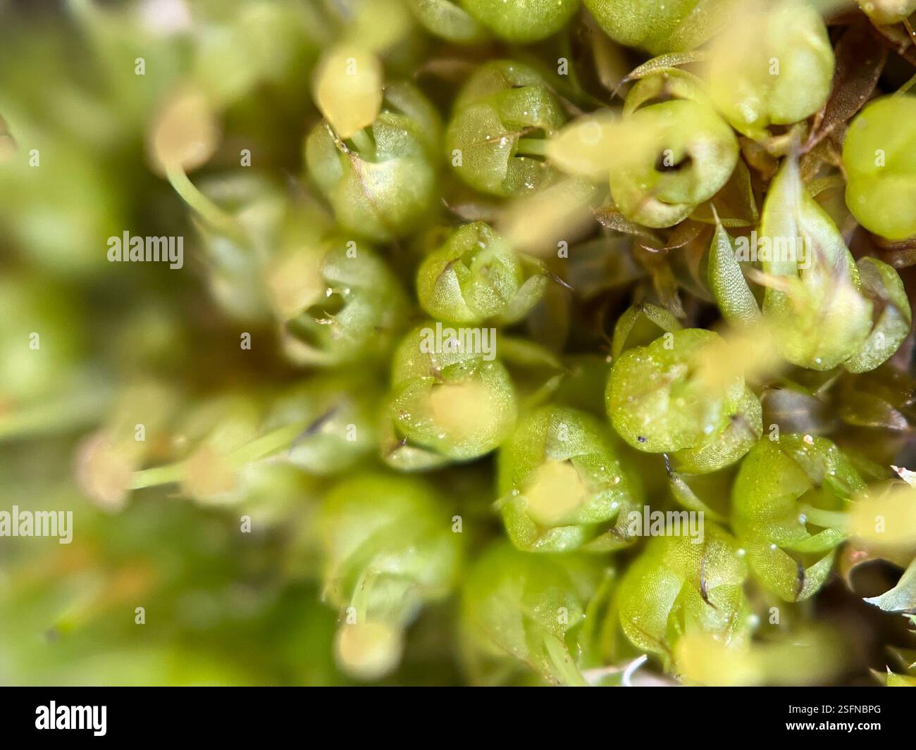 common bladder moss (Physcomitrium pyriforme), Plantae, Rosecroft Rd ...
