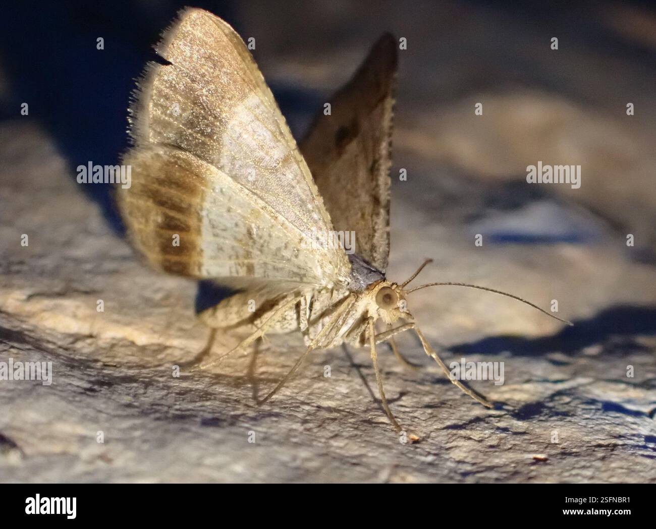 Peahen Moth (Isturgia deerraria), Insecta, Santo Antão, Cape Verde, CV ...