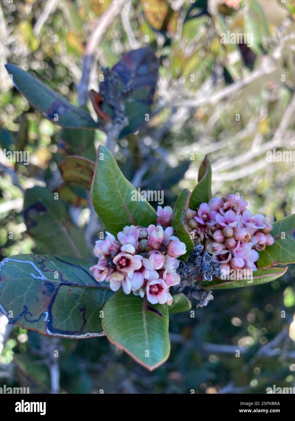 lemonade berry (Rhus integrifolia), Plantae, San Elijo Lagoon ...