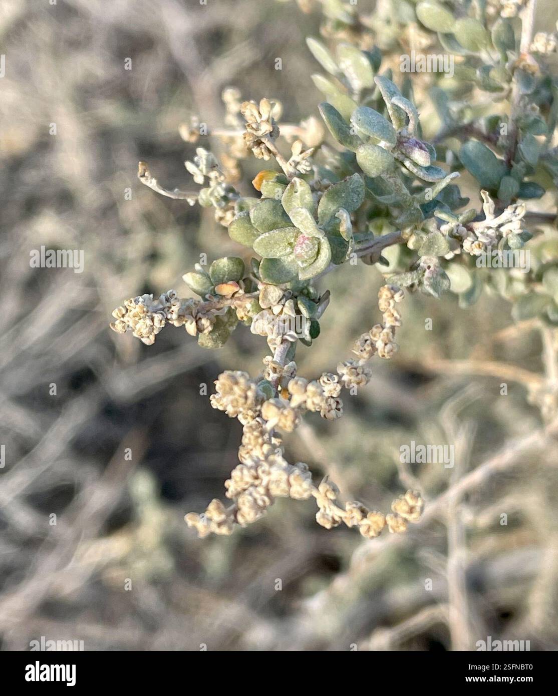 Saltbush Woolly Stem Gall Midge (Asphondylia floccosa), Insecta ...