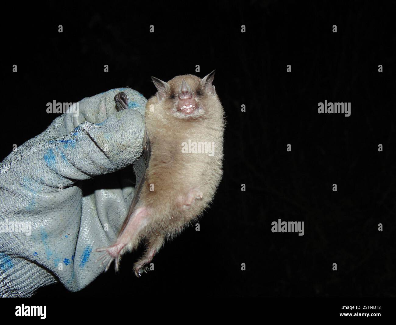 Little Yellow-shouldered Bat (Sturnira lilium), Mammalia, Urubici - SC ...