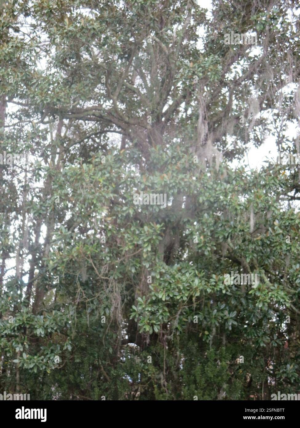 southern magnolia (Magnolia grandiflora), Plantae, Windsor Forest ...
