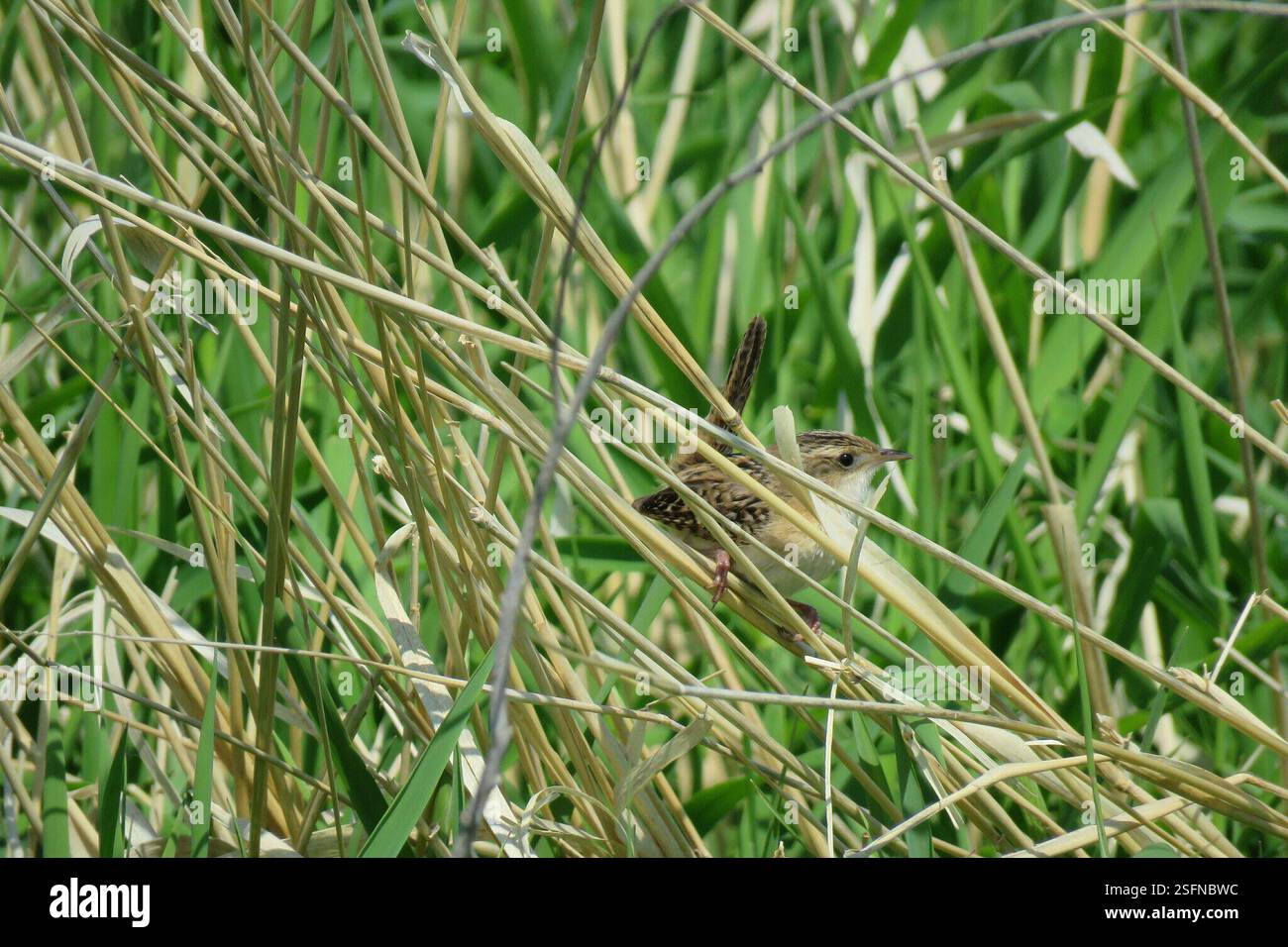 Sedge Wren (Cistothorus stellaris), Aves, Sherwood No. 159, SK, Canada ...