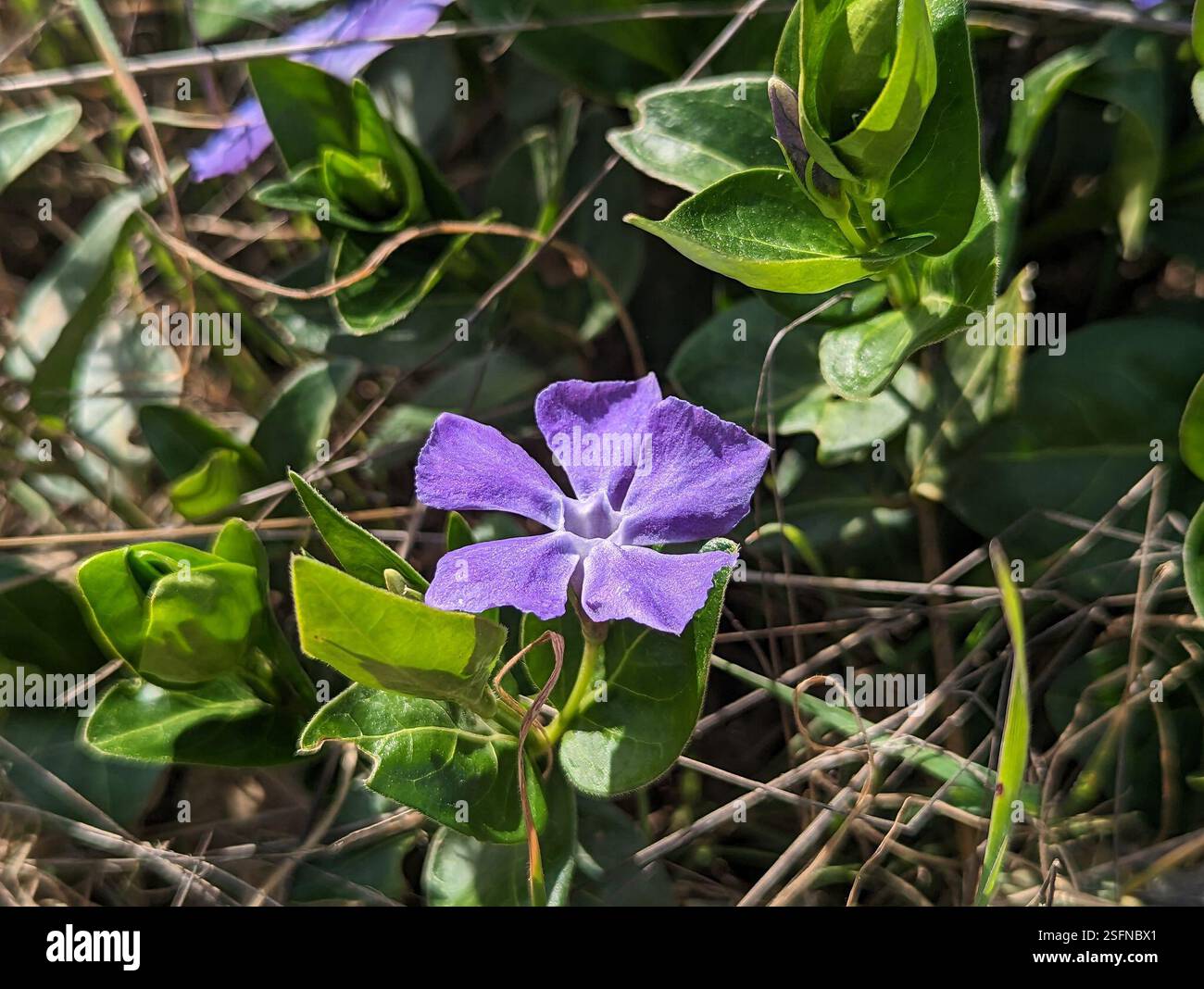 greater periwinkle (Vinca major), Plantae, Santa Clara, California ...