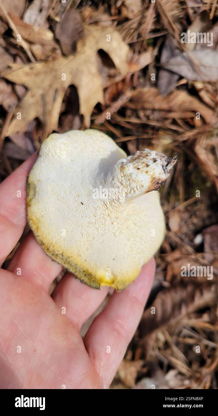 boletes (Boletaceae), Fungi, Modoc, SC 29838, USA Stock Photo - Alamy