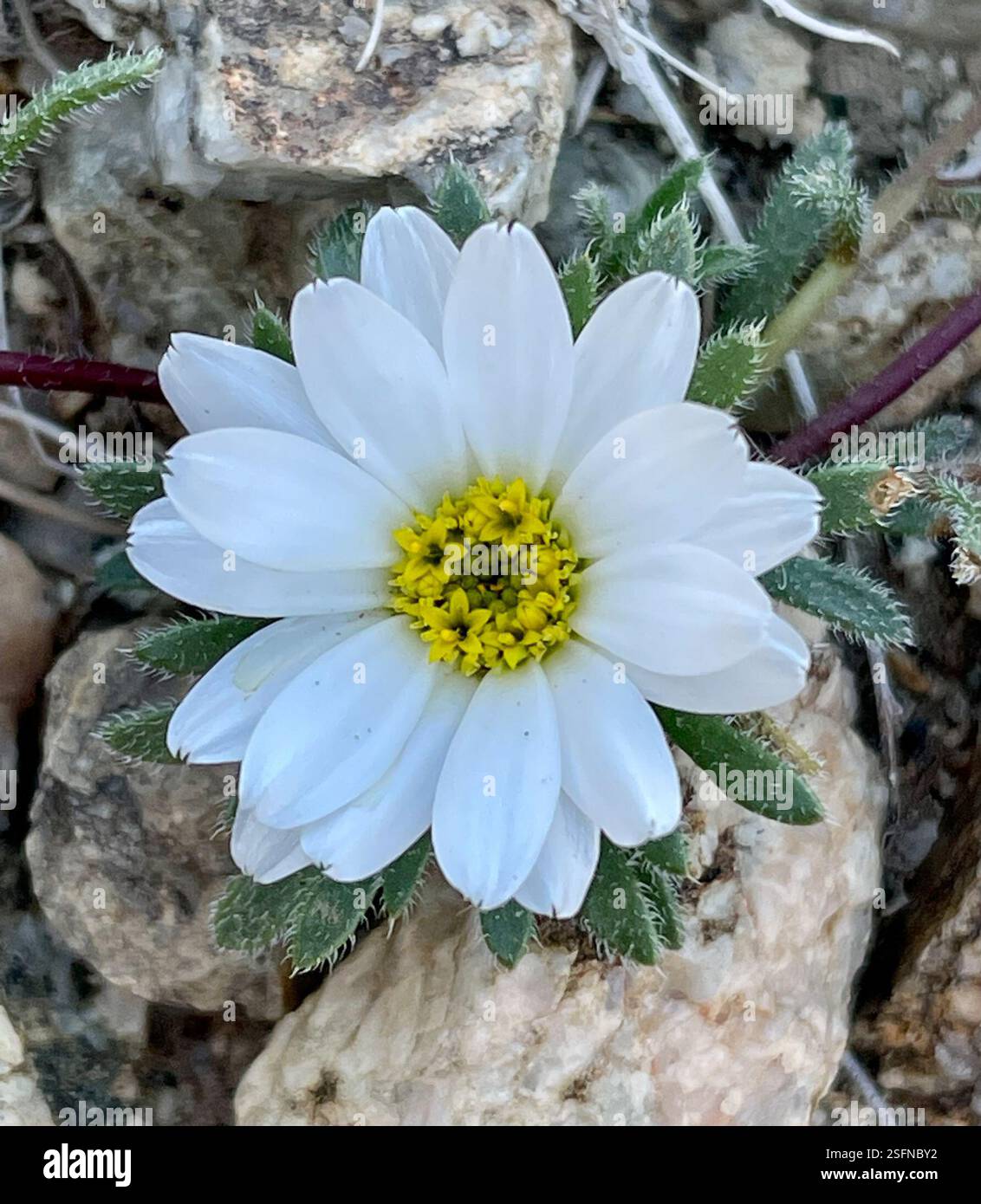 Mojave desertstar (Monoptilon bellioides), Plantae, Santa Rosa and San ...