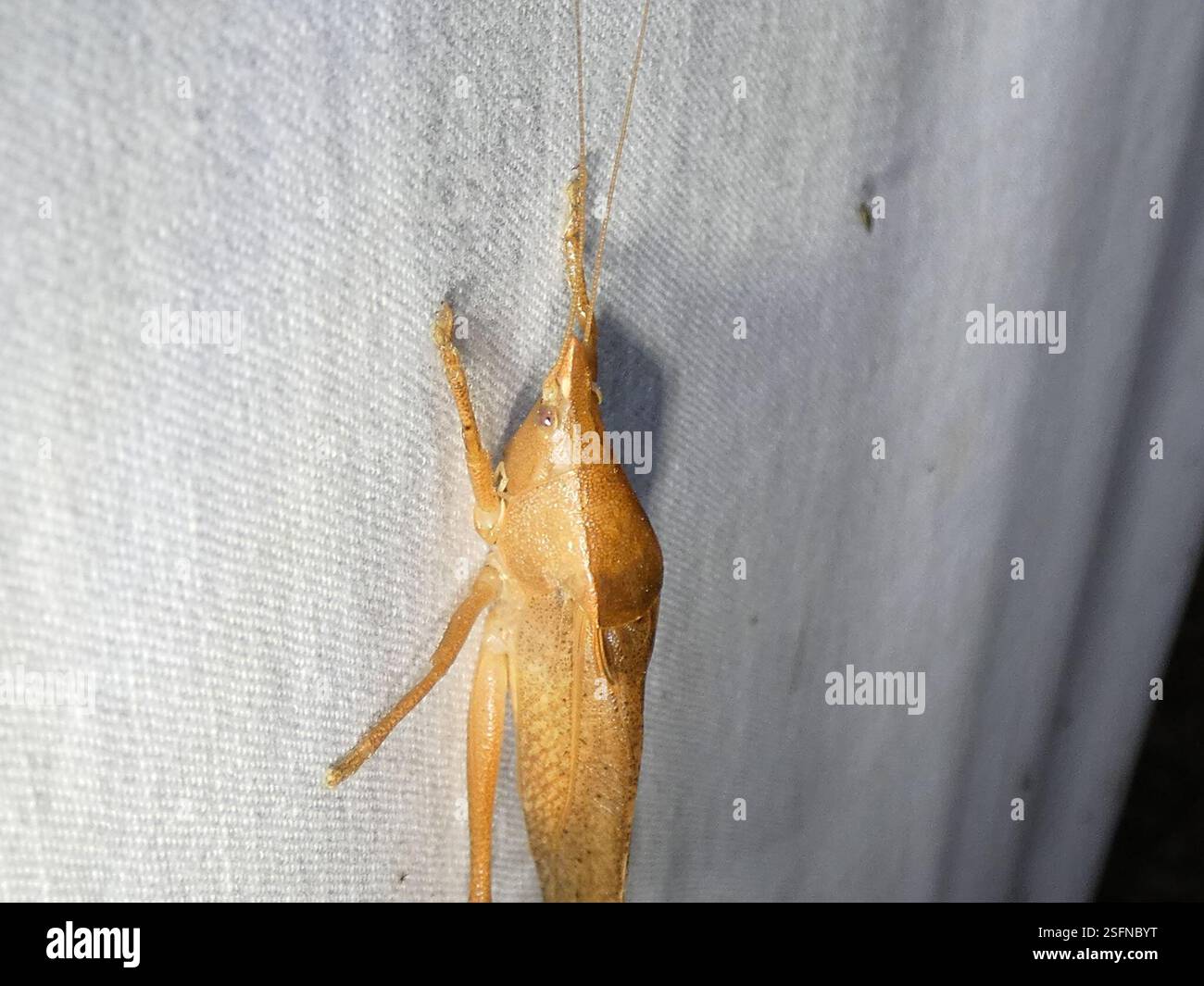 Hook-faced Conehead (Pyrgocorypha uncinata), Insecta, River Rd ...