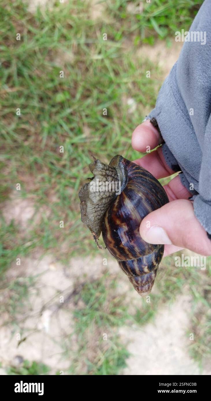 Zebra Agate Snail (Cochlitoma zebra), Mollusca, Garden Route Dam ...
