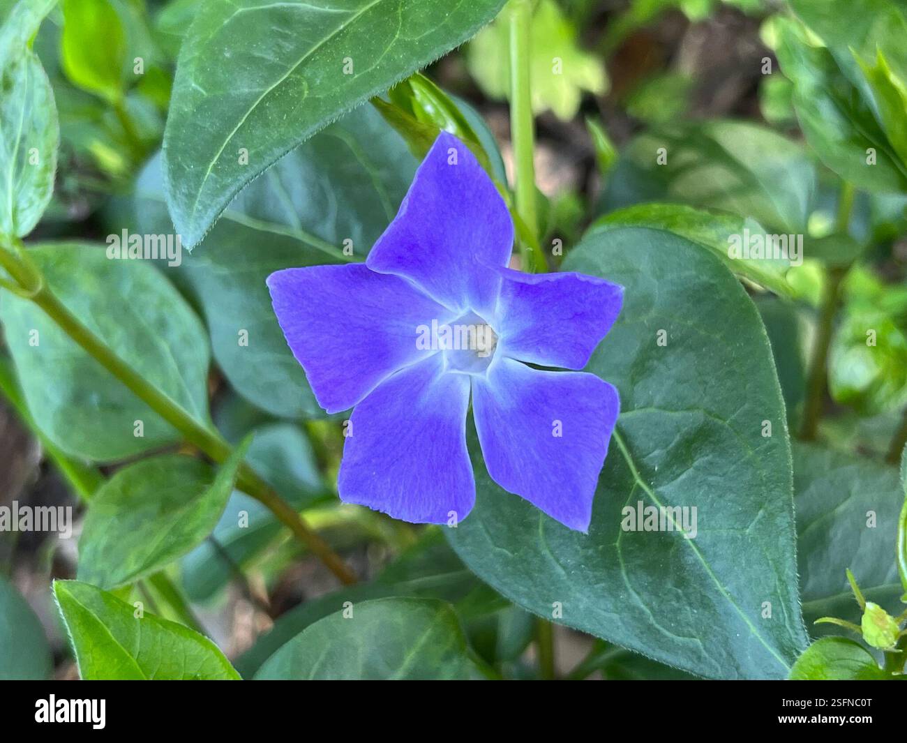 greater periwinkle (Vinca major), Plantae, La Cañada Flintridge, CA, US ...